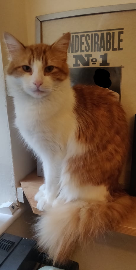 Best Funny cheebs Memes - 9GAG