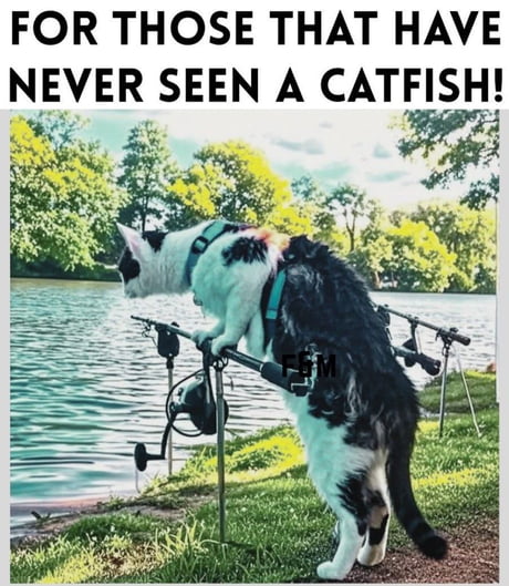Best Funny catfish Memes - 9GAG