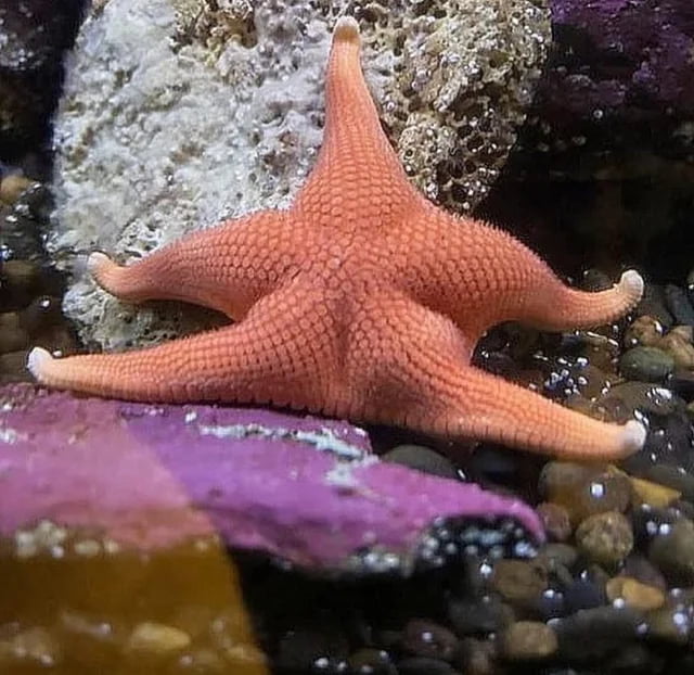 Found Patrick in real life - 9GAG