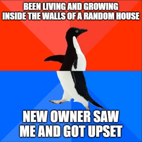 Geweldige Pinguïn Meme