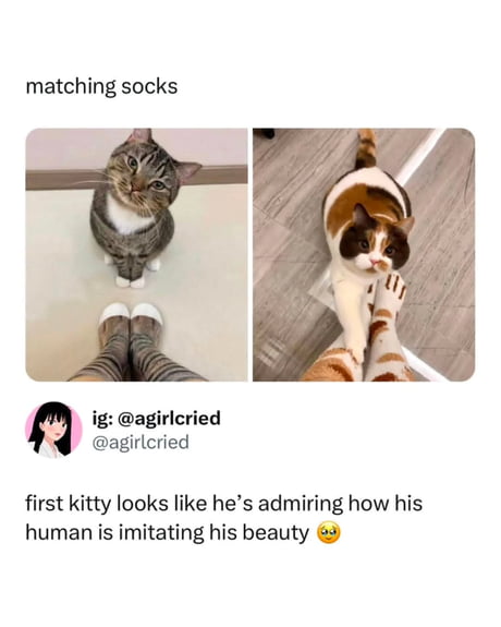 Best Funny cat fashion Memes - 9GAG