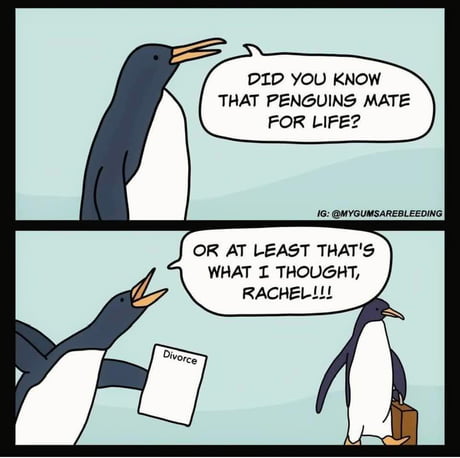25 Best Memes About Pebble Pebble Memes 25+ Best Do I Ever Cross Your
