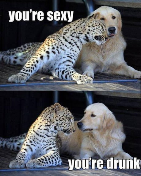 Best Funny gepard Memes - 9GAG