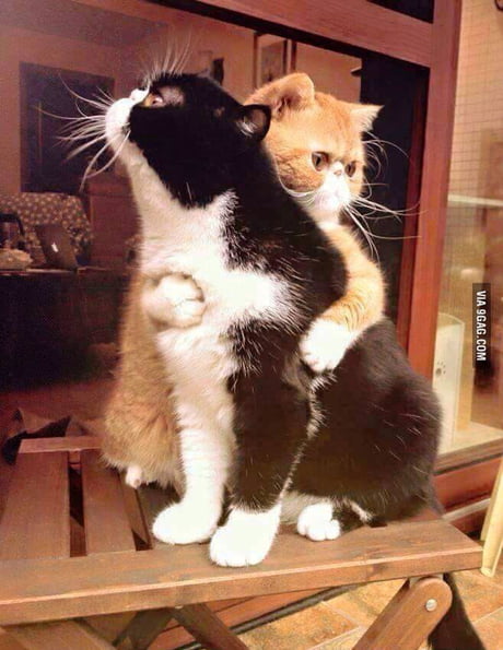 Best Funny hug Memes - 9GAG