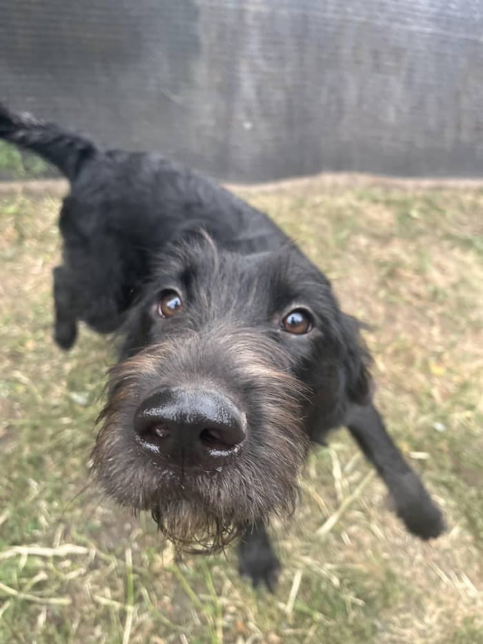 She's not a cat, but Starbuck is still a sweet little twerp. Just under ...