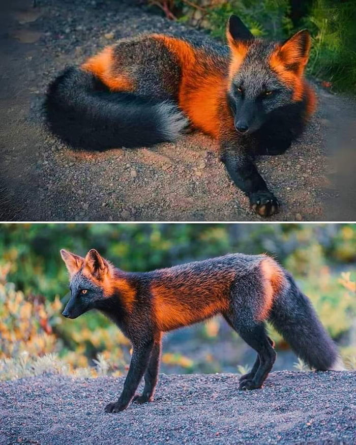 This is what I call a Firefox - 9GAG