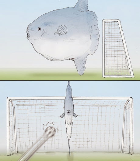 Sunfish Memes 🔥 25+ Best Memes About Fins | Fins Memes