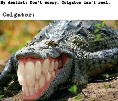 Memes Caimanes GATORS Memes. Best Collection Of Funny GATORS Pictures