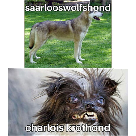 Verstopte Hond Meme Hund Streckt Sich Aus Fotos Und Bildmaterial In