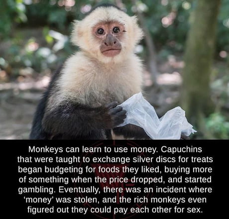 Best Funny capuchin monkey Memes - 9GAG