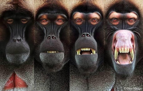 What Does Baboon Lips Mean | Lipstutorial.org