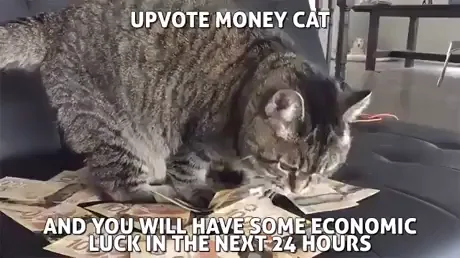 Make Money Cat Meme