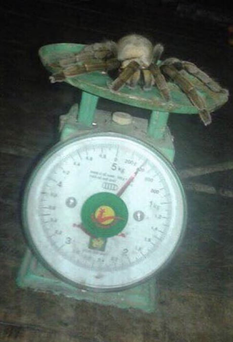 Best Funny weighing scale Memes - 9GAG