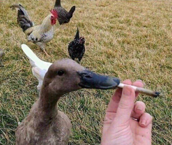 Im high as duck - 9GAG