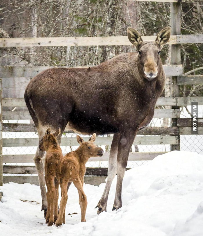 Miniature meese - 9GAG