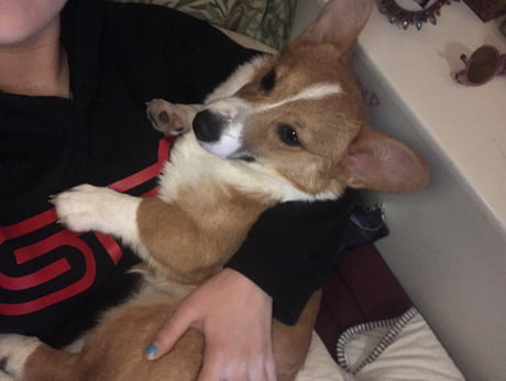 Do Corgis Cuddle