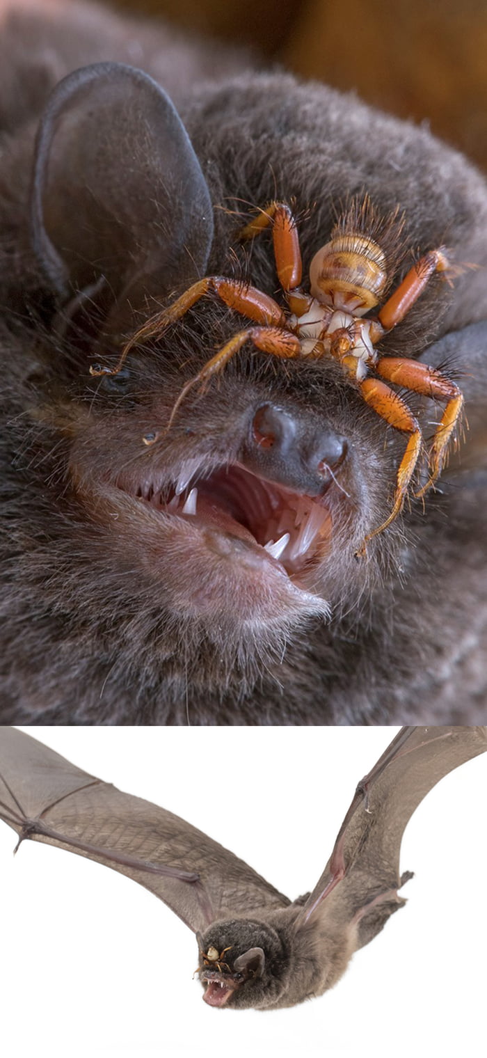 Bat and a cute facehugger parasite fly on its face. Amazing picture of ...