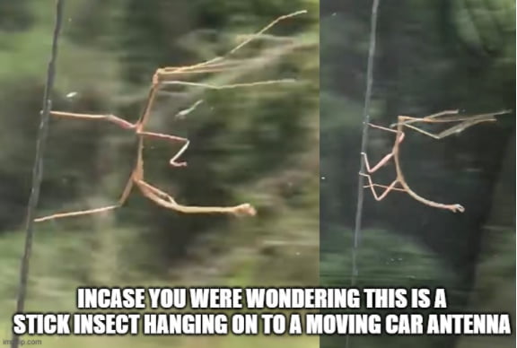 Who knew stick insects could have such a strong grip - 9GAG