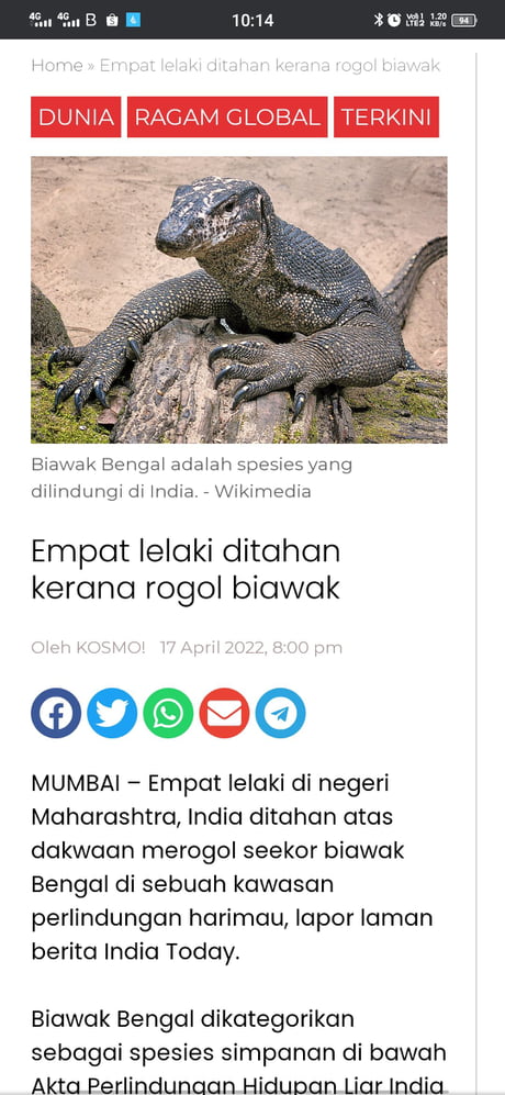 Memes Buaya Mocong Putih