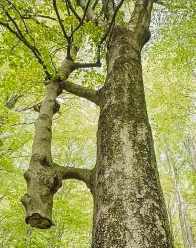This tree that is keeping the rootless tree alive - 9GAG