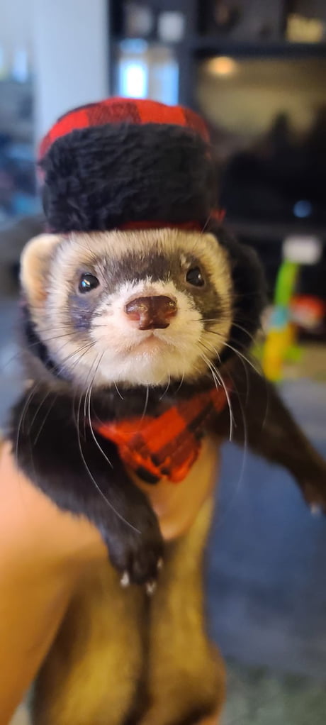 Angry Ferret