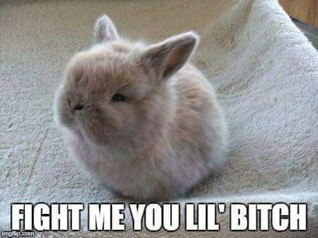 Angry Bunny Memes Angry Bunny Meme Generator Imgflip