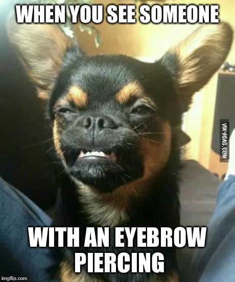Disgusted Dog