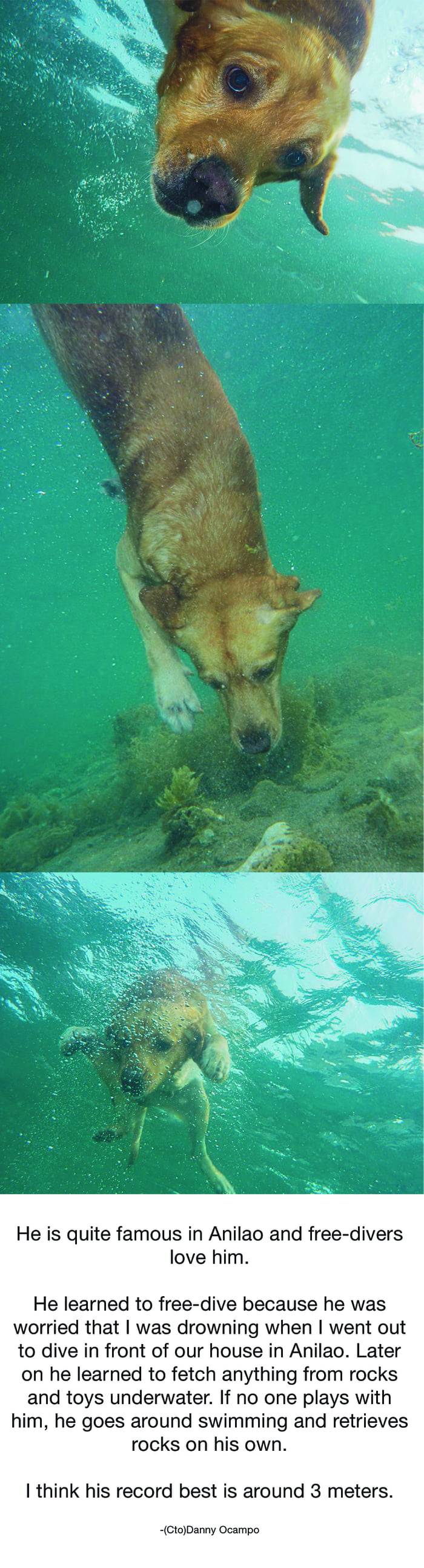 Sheldon the free-diving dog - 9GAG