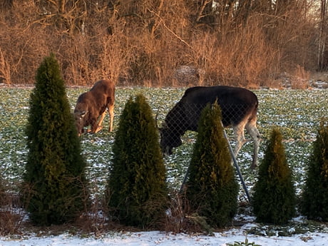 Best Funny moose Memes - 9GAG