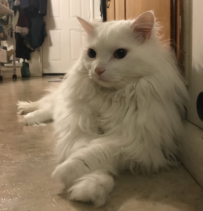 Rest in Power, the best cat meme ever - 9GAG