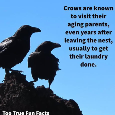 Best Funny raven Memes - 9GAG