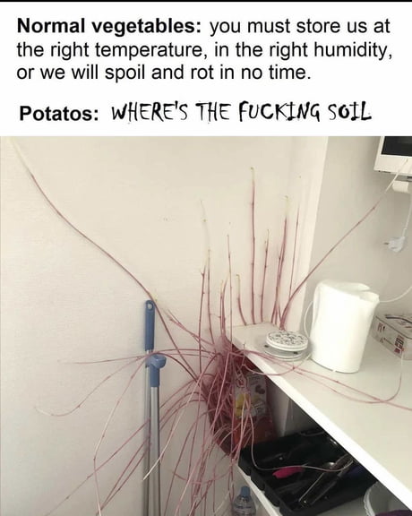 Wtf Is That Thing Meme