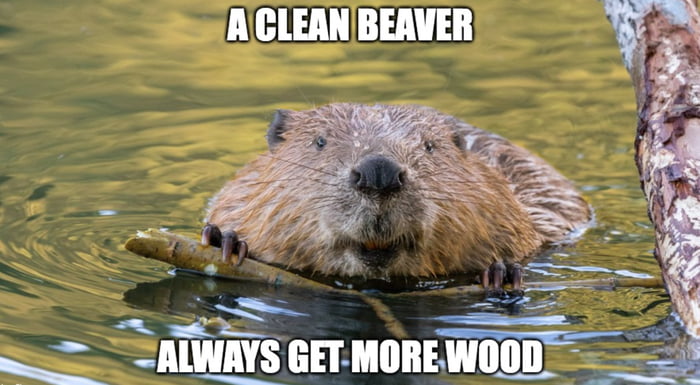 I love the smell of beaver in the morning - 9GAG