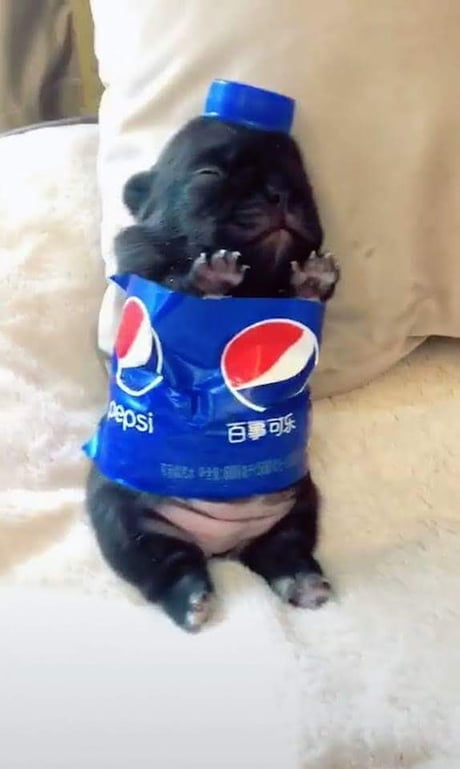 Pepsi Pup Memes