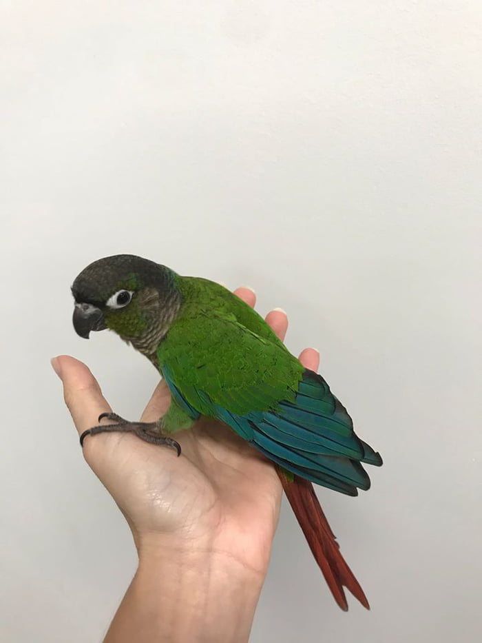 Vet Gives Parrot Prosthetic Wings After Owner Cut Them Off - 9GAG