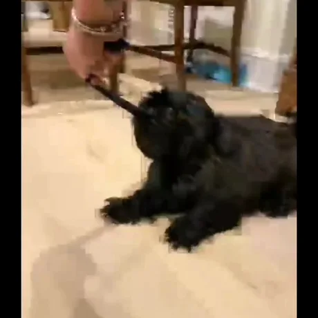 Ching Chong Ling Long Ting Tong