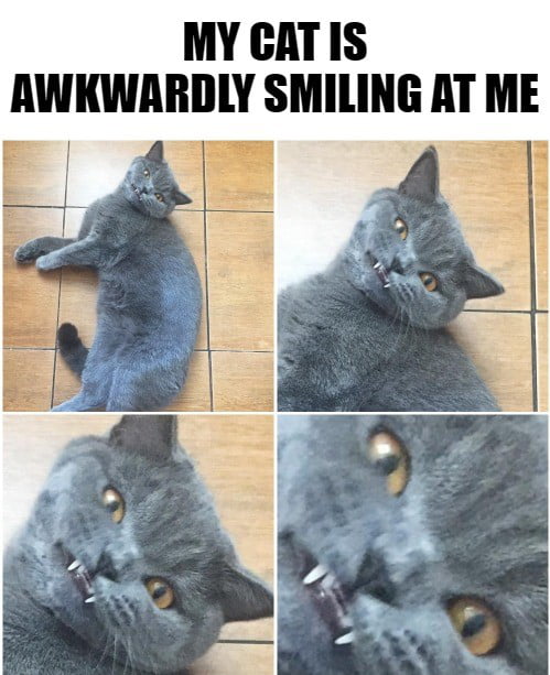 Awkward smile cat - 9GAG