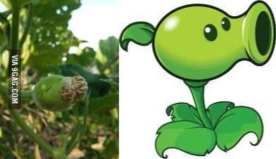 Plants Vs Zombies In Real Life