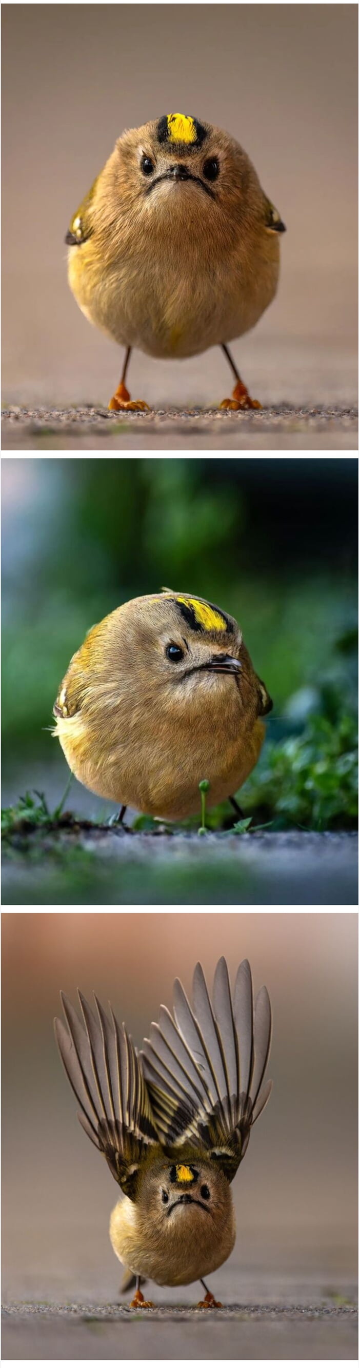 Angry birb. - 9GAG