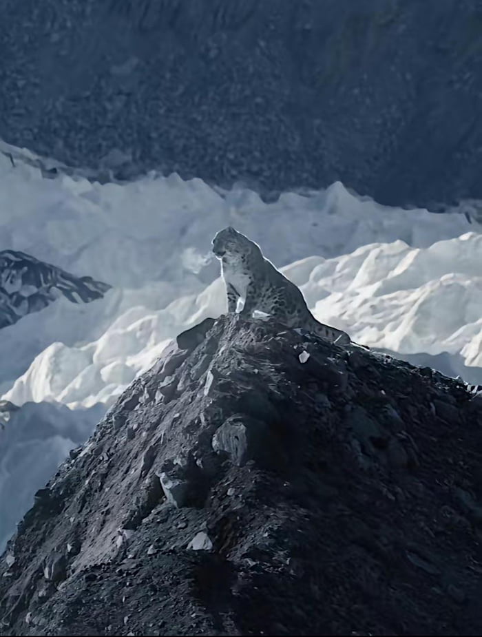 A rare snow leopard spotted on Mt. Everest at 18,000 ft. - 9GAG