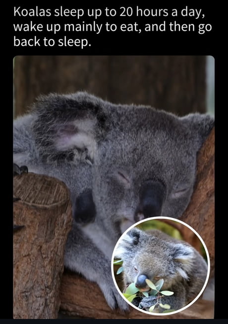 Koala Man Memes Memes That I Cant Unsee 💀 YouTube