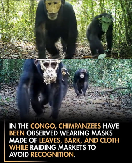 Congo Memes