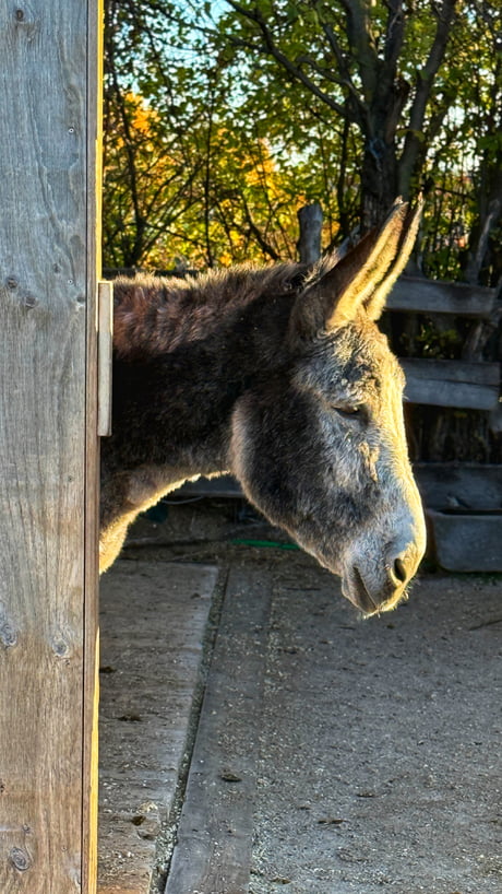 Best Funny donkey Memes - 9GAG