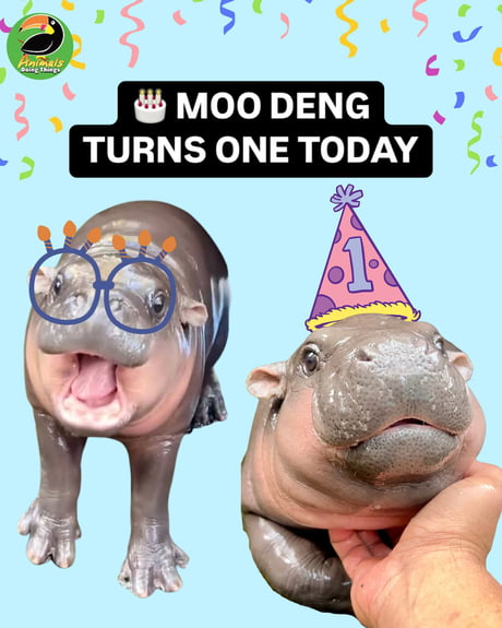 Skeptical Hippo Funny Memes