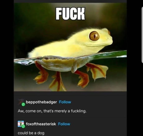 Best Funny duck Memes - 9GAG