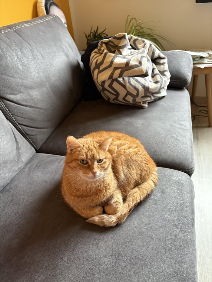 Not too thrilled that I woke he up - 9GAG