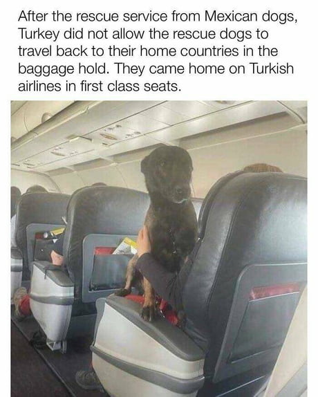 Best Funny turkish Memes - 9GAG