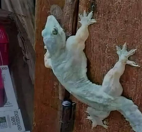 Best Funny gecko Memes - 9GAG