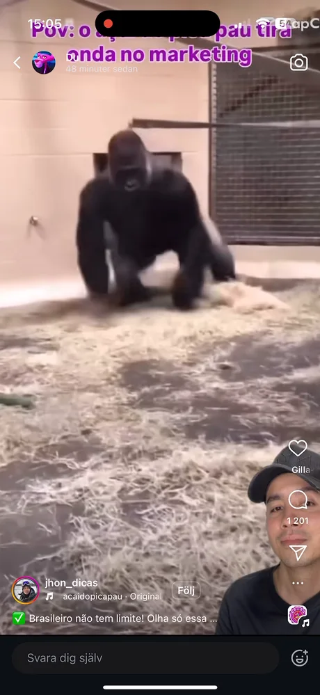 Grappige Gorilla Meme Funny Gorilla GIFs | Tenor