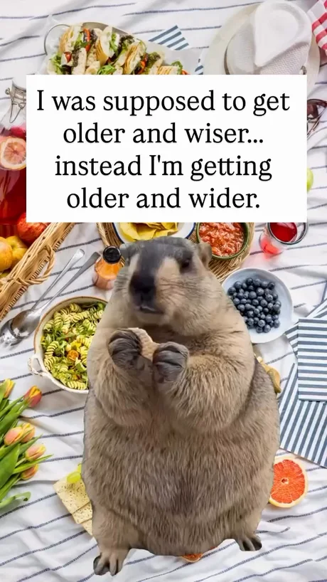 Marmot Memes Don't Drive Angry! 🦫😡 #Marmot #Meme #Wildlife | The